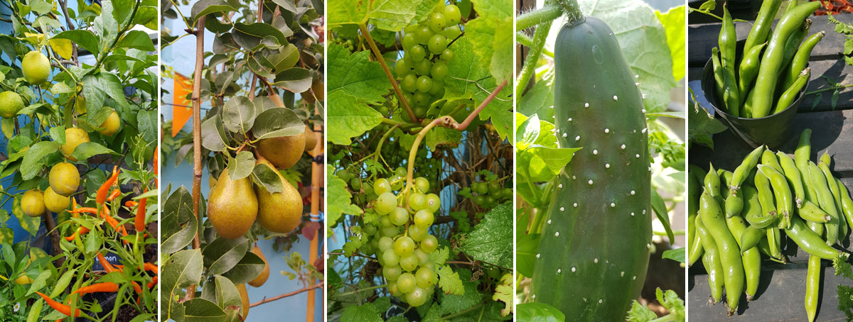 Food growing – Core Arts